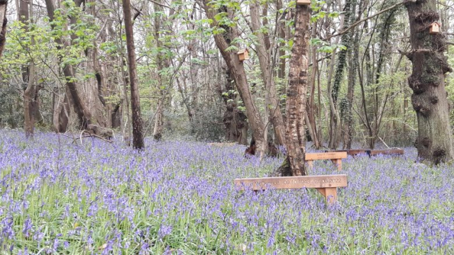 Gallery - Bluebell Cemetery