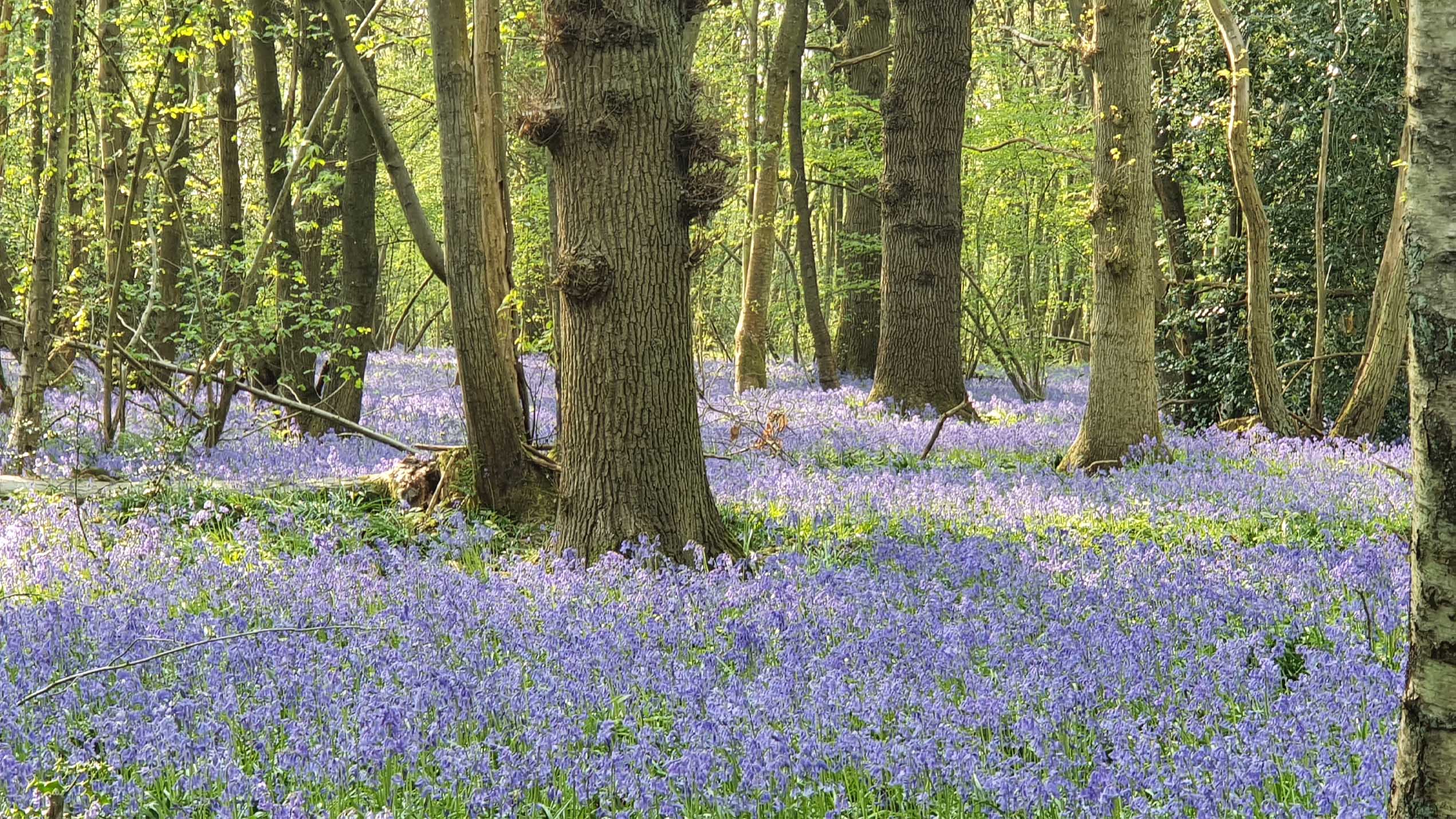 Gallery - Bluebell Cemetery